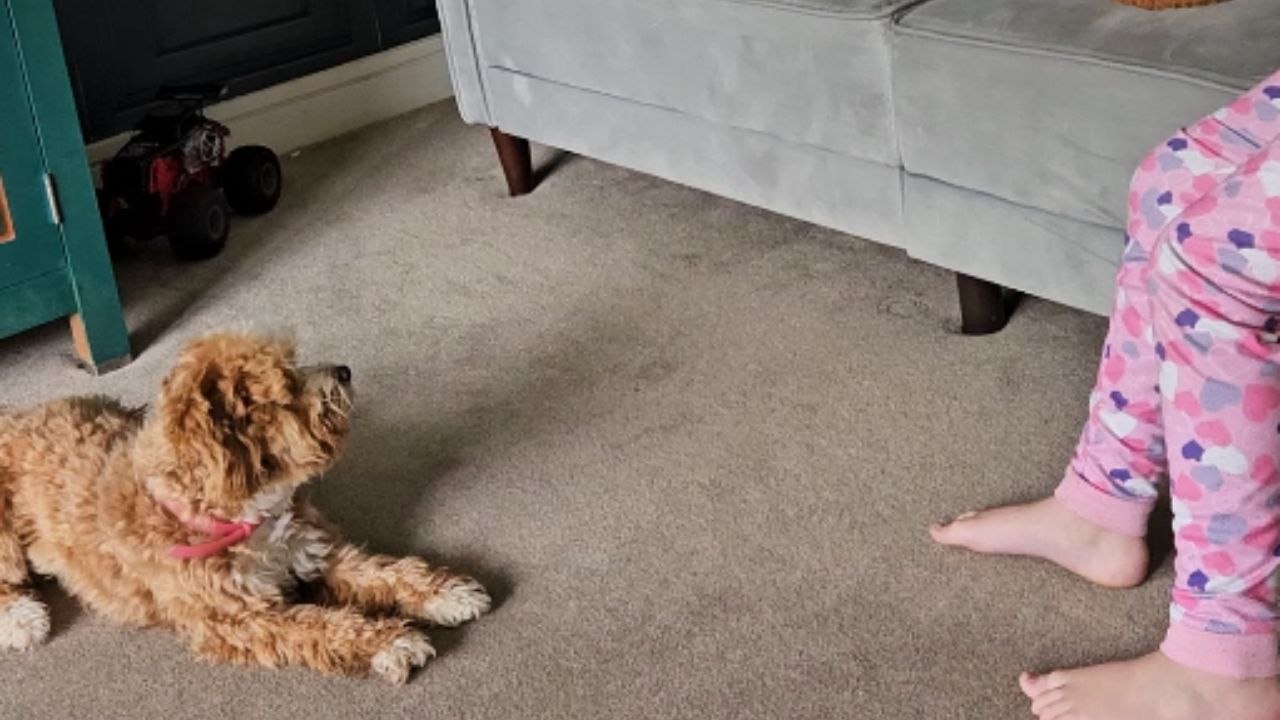 Silly Cockapoo's bizarrely hilarious first meeting with Cubby, the ...