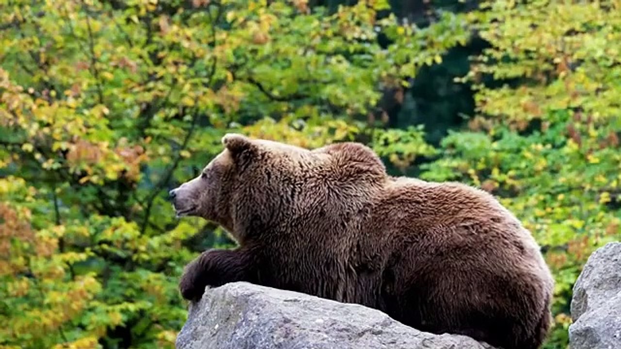 Wildlife Animals _ Safari Moments _ Forest - video Dailymotion