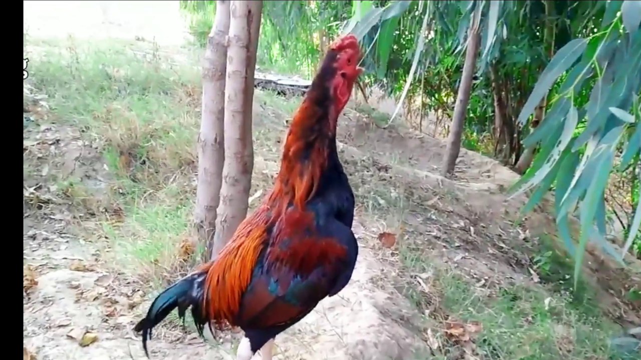 Aseel rooster crying compilation| - video Dailymotion