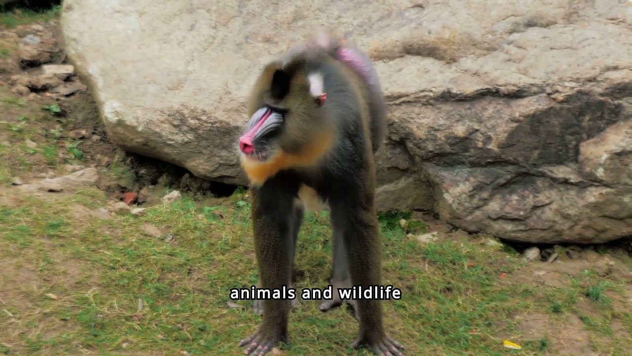 national-animals-discover-the-iconic-wildlife-of-each-country - video ...