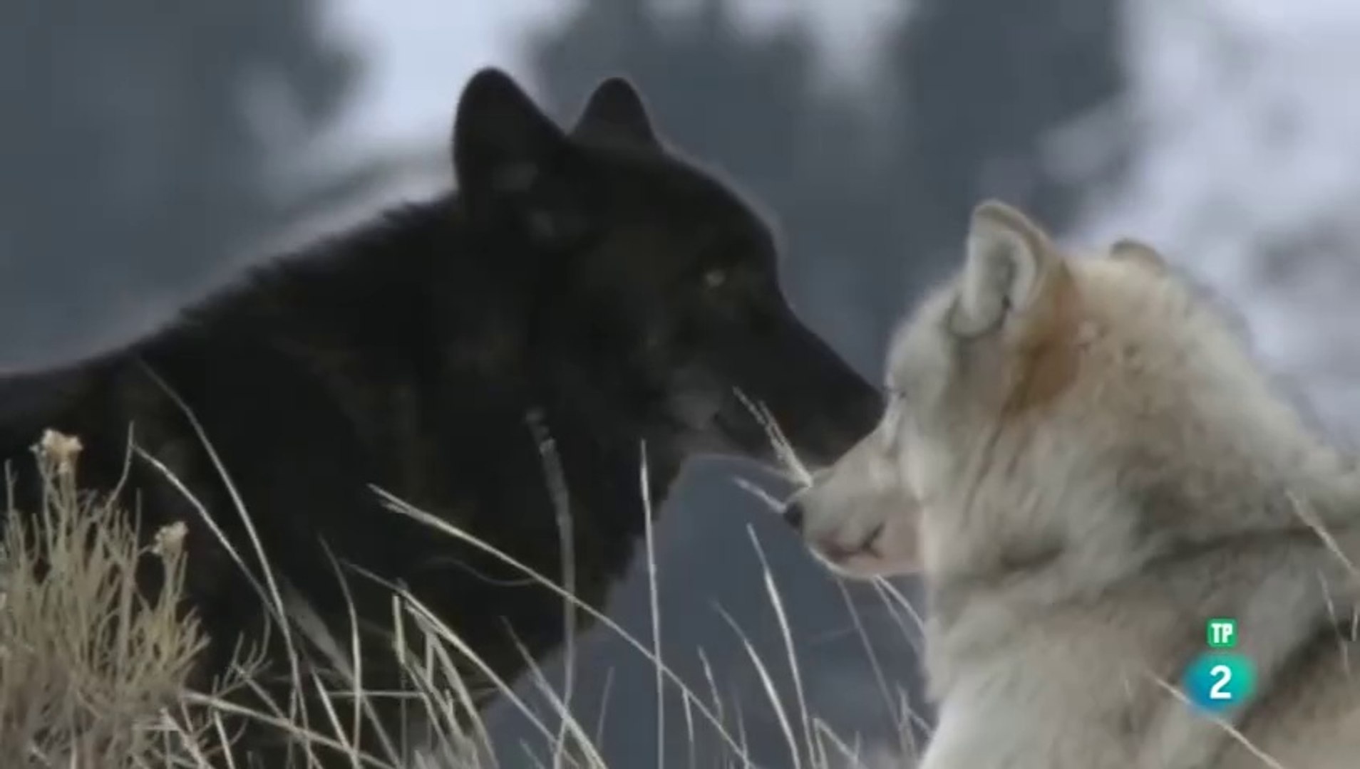 Loba Blanca Invierno