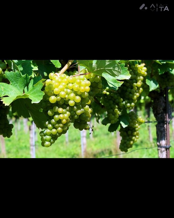 Unbelievable Grape Hacks You Need to Try! | Grape Genius Exposed ...