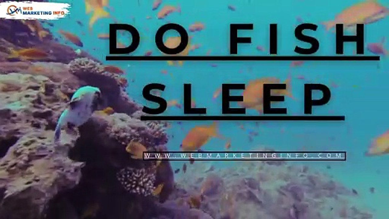 Do Fish Sleep - video Dailymotion