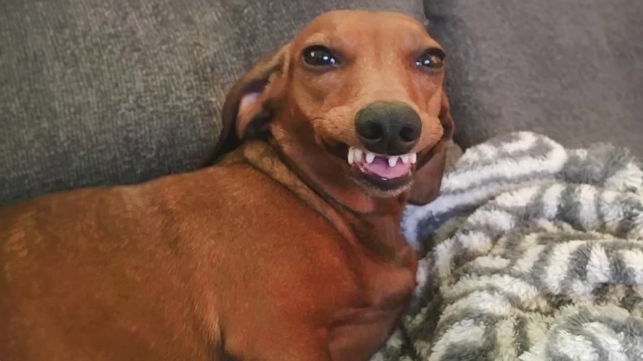 The Most Over SILLY DOGS Ever! Funny Dog Videos of 2024 - video Dailymotion