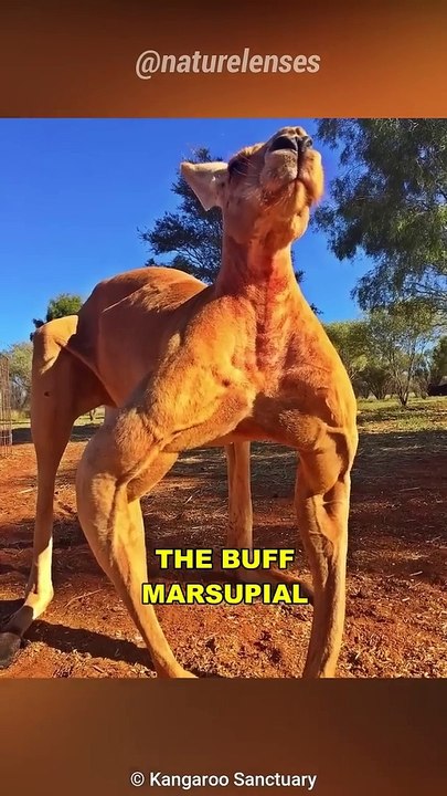 Kangaroo | The Buff Marsupial - video Dailymotion