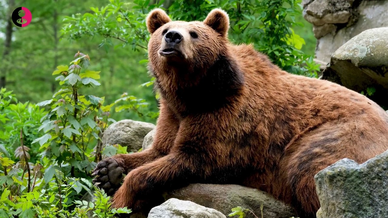 Discovering Unique Moments in Animal Life: Fascinating Behaviors and ...