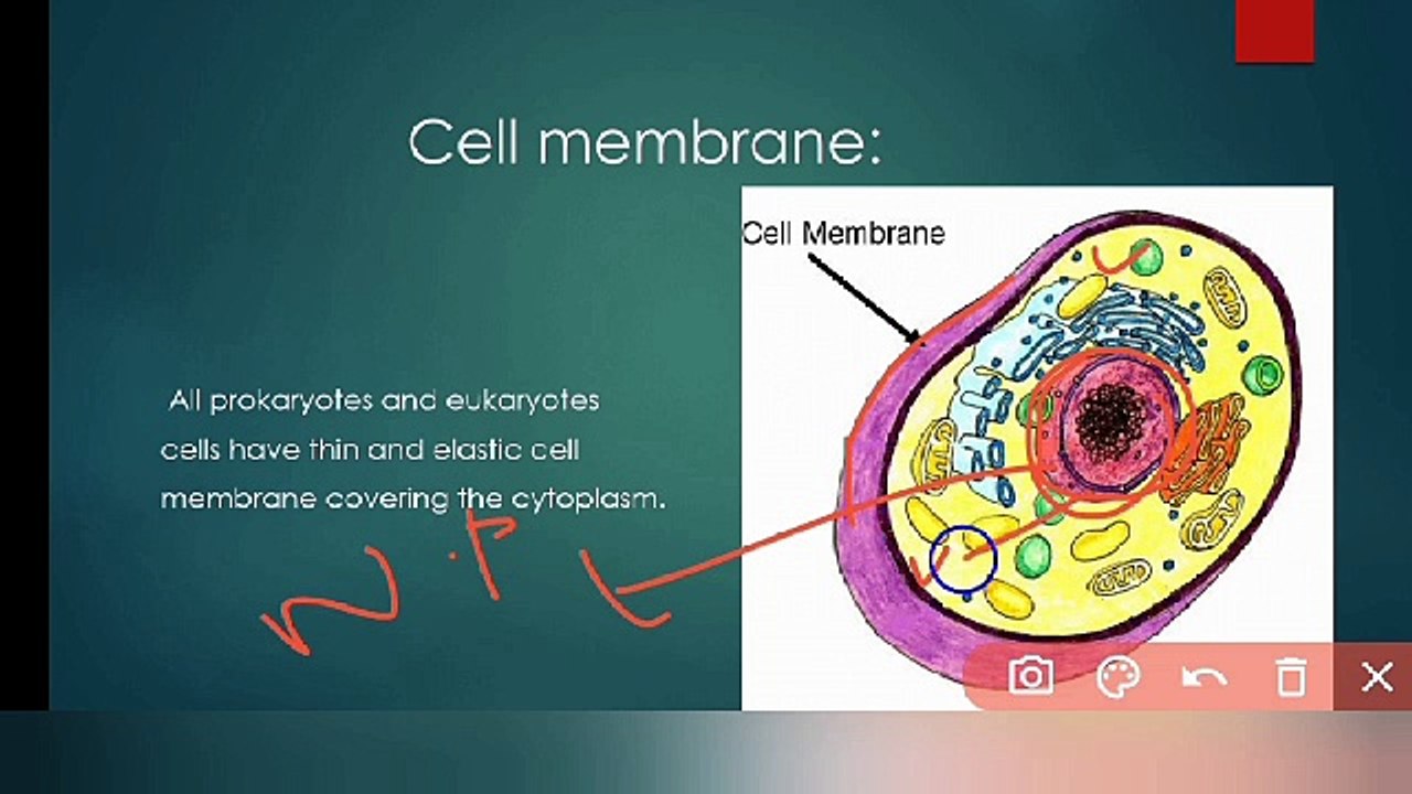 cellular structure and function in Urdu | class 9 Biology | cell wall ...
