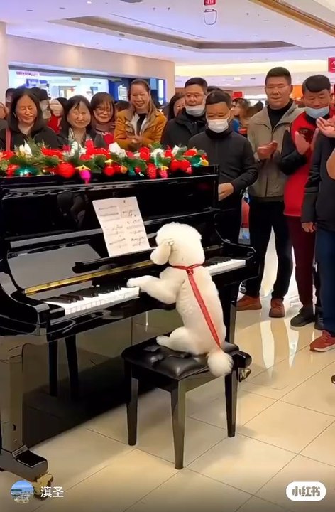 Talent dog||singer dog amazing video - video Dailymotion