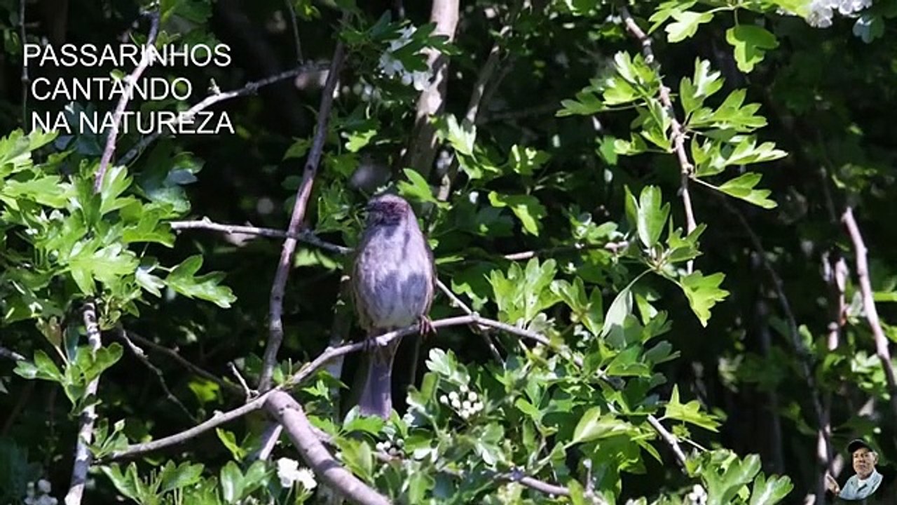 PASSARINHOS CANTANDO NA NATUREZA(360P) - Vídeo Dailymotion