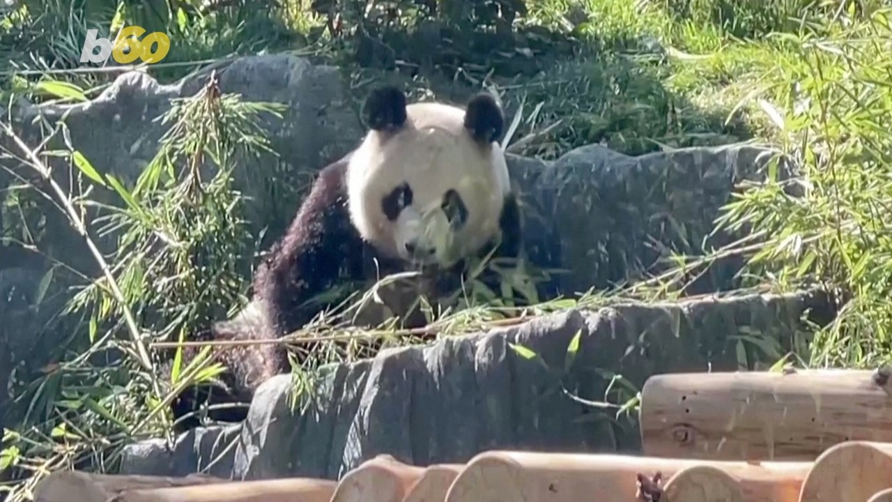 The First Giant Pandas To Enter The U.S. In 21 Years Find A Home At San ...