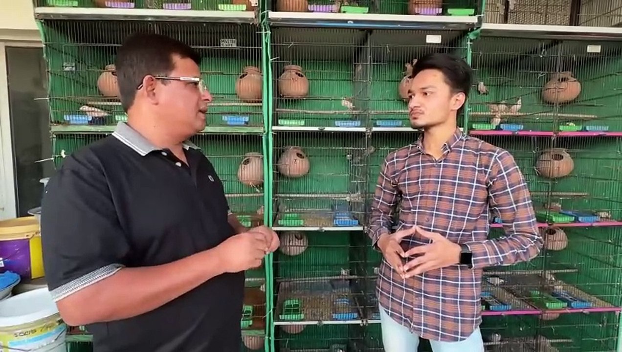 Fawn Java Birds Breeding Setup 99% Breeding Result - video Dailymotion