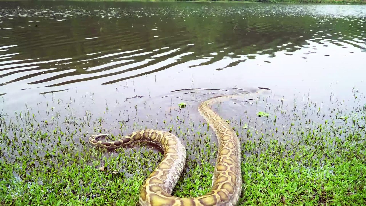 Horrified rescue ethnic girl attacked by a giant python underwater ...