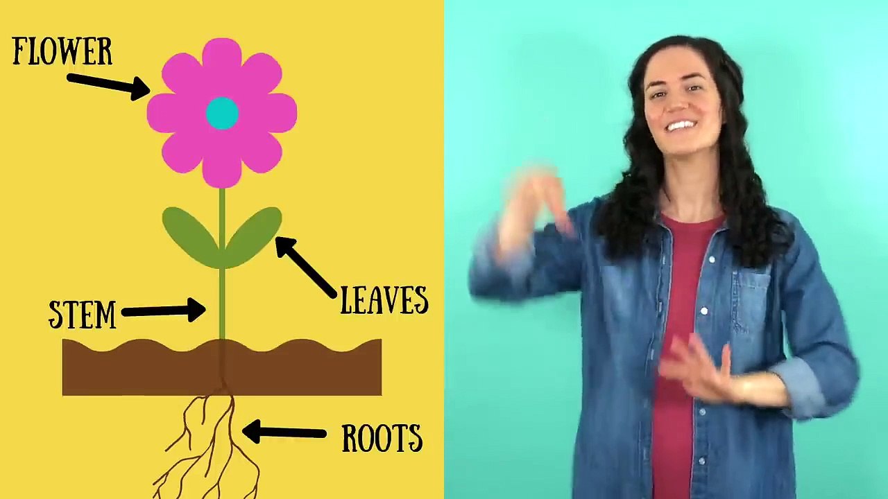 Roots, Stem, Leaves, Flower _ Parts of a Plant Song _ Parts of a Flower ...