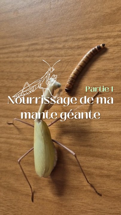 Nourrissage de ma mante géante d'Asie ! Partie 1 - Vidéo Dailymotion