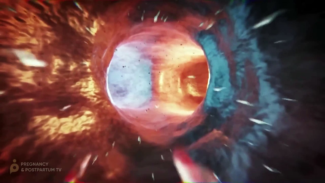 CONCEPTION_TO_FETUS___The_Miracle_of_Life___Medical_3D_Animation_of ...