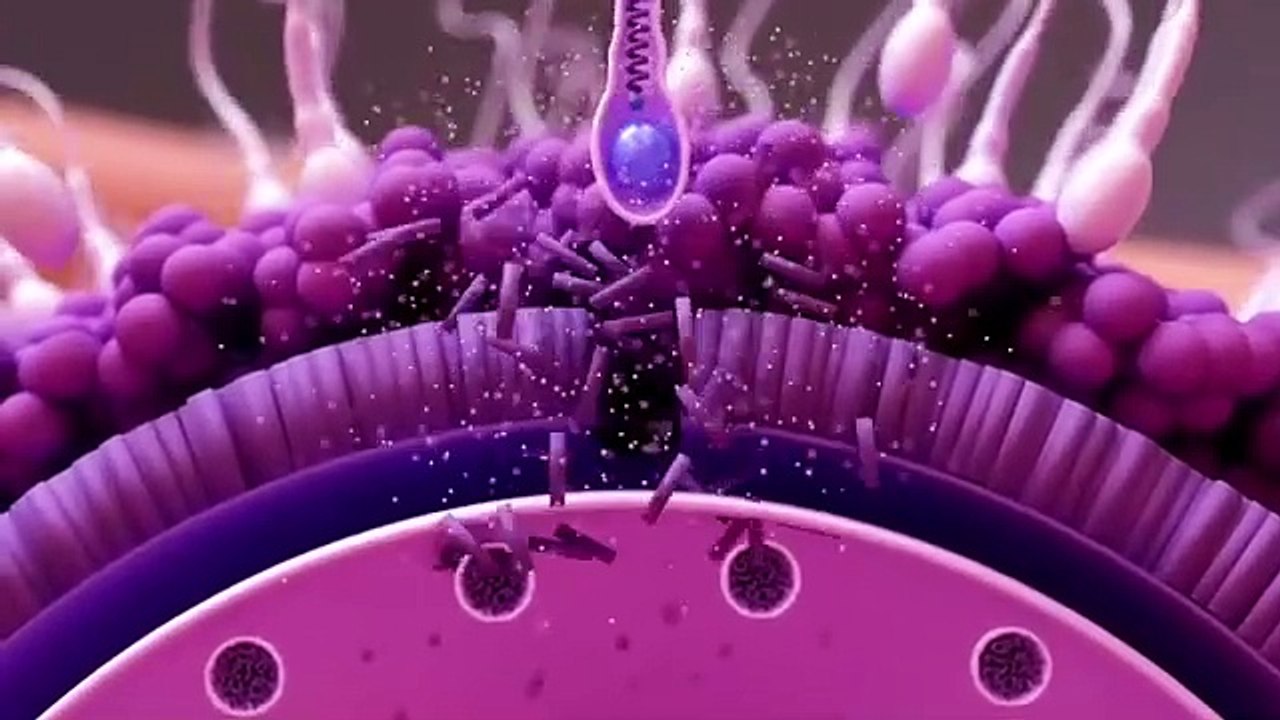 How_Fertilization_happens___3D_Animation(360p) - video Dailymotion