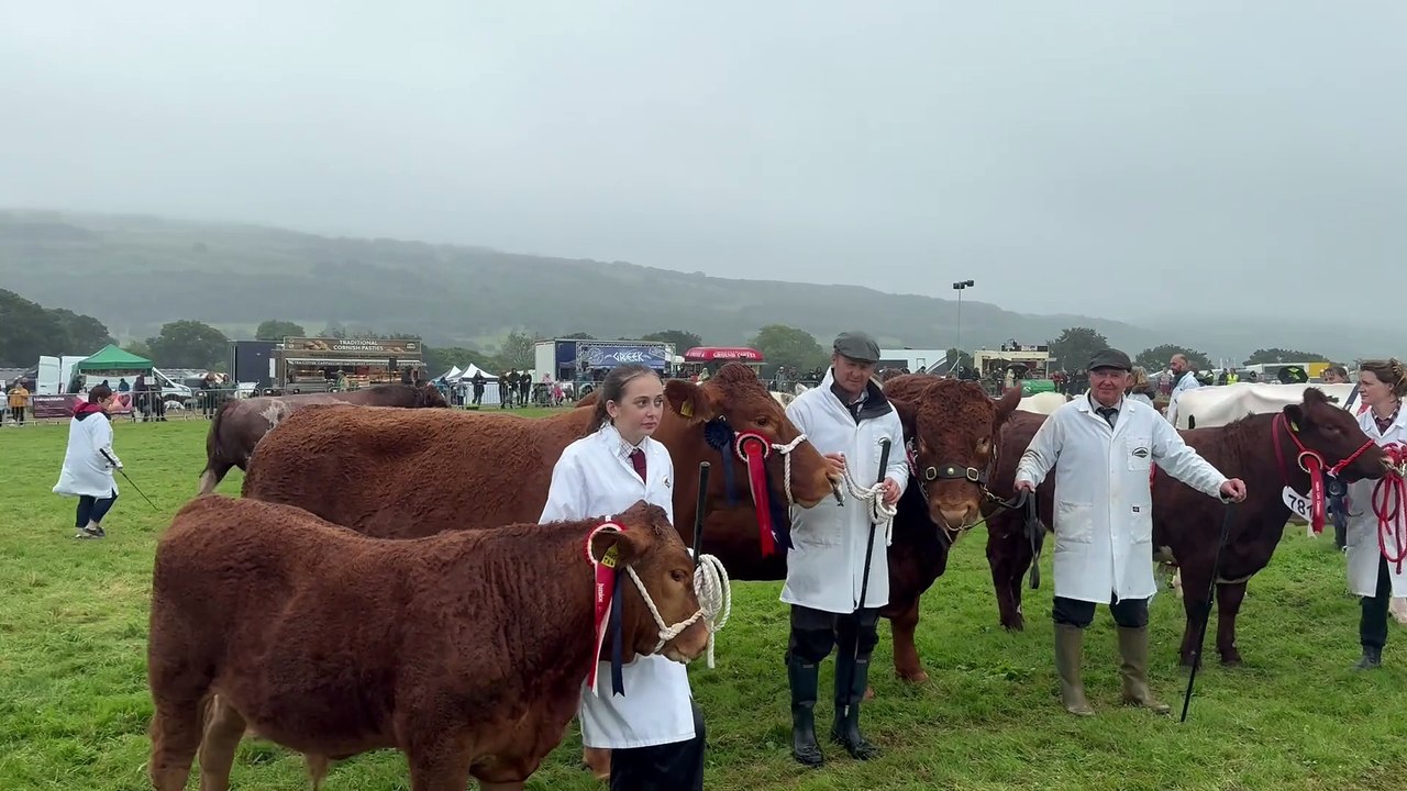 Cattle arriving into the main ring for the Grand Parade at the Okehampton Show, video by Alan ...