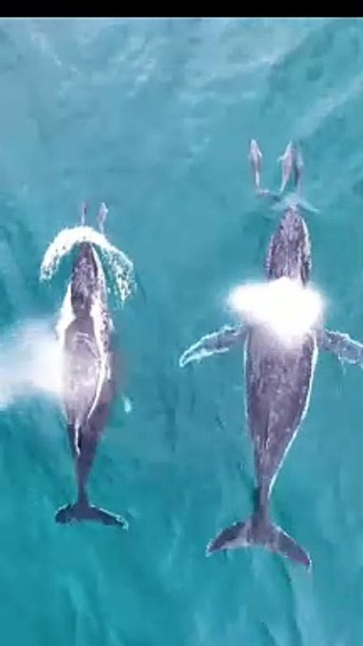 Marine Animals | Whales & Dolphins | Playing | Sea Life Explorer ...