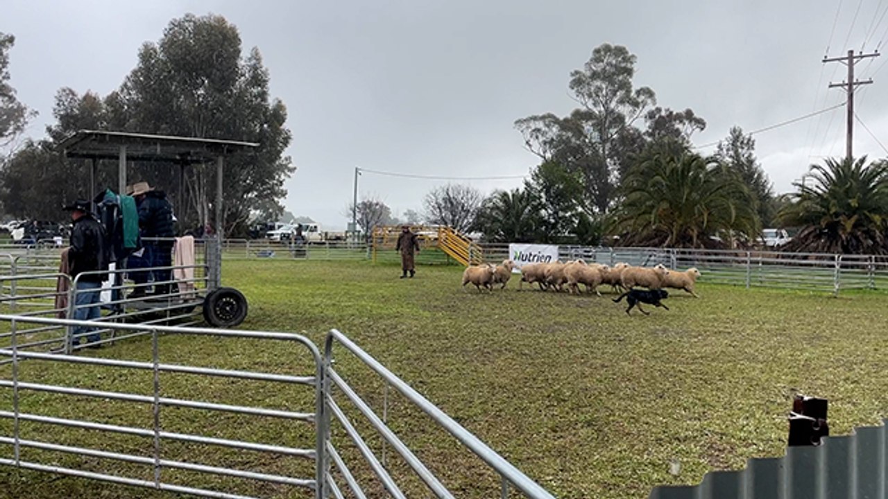 Top-priced dog at Wagga Wagga auction | The Land - video Dailymotion