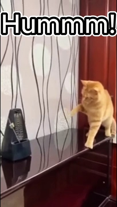 Hmmm funny cats #fun #cats #funnycats - video Dailymotion