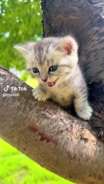 Meow cat - video Dailymotion