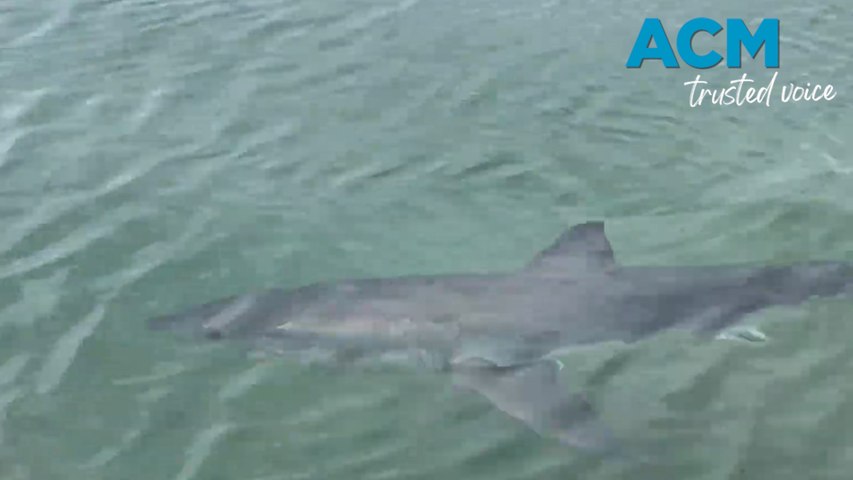 Shark spotted in Lake Conjola | The Canberra Times | Canberra, ACT