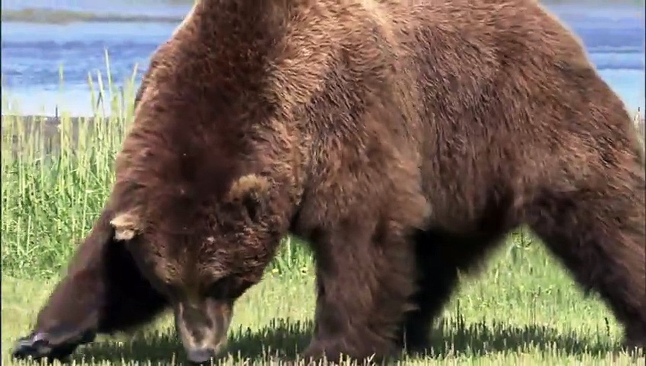 Nature's Great Events E02 - The Great Salmon Run - video Dailymotion