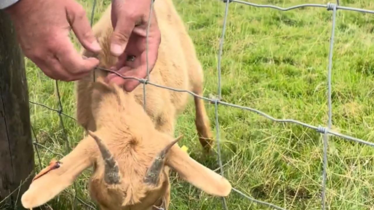 Man’s tender effort to rescue baby goat stuck in fence creates ...