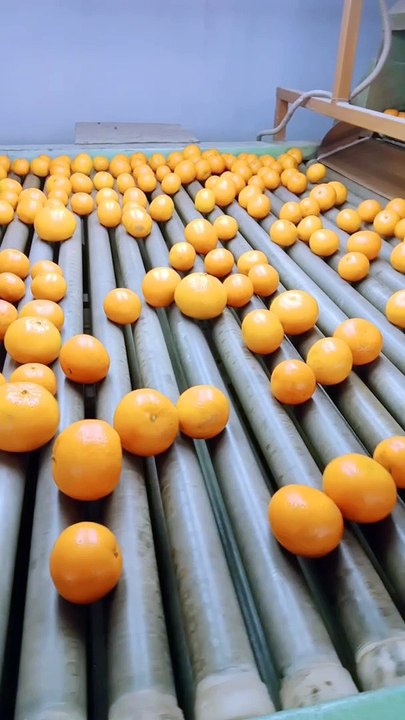 Orange Processing Plant | Fruits | USA - video Dailymotion