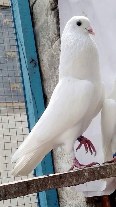 Naat, new naat Sharif, naate pak, - video Dailymotion