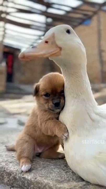 ये+duck++इस+puppy++की+maa+केसे+बन+gayi__ - video Dailymotion