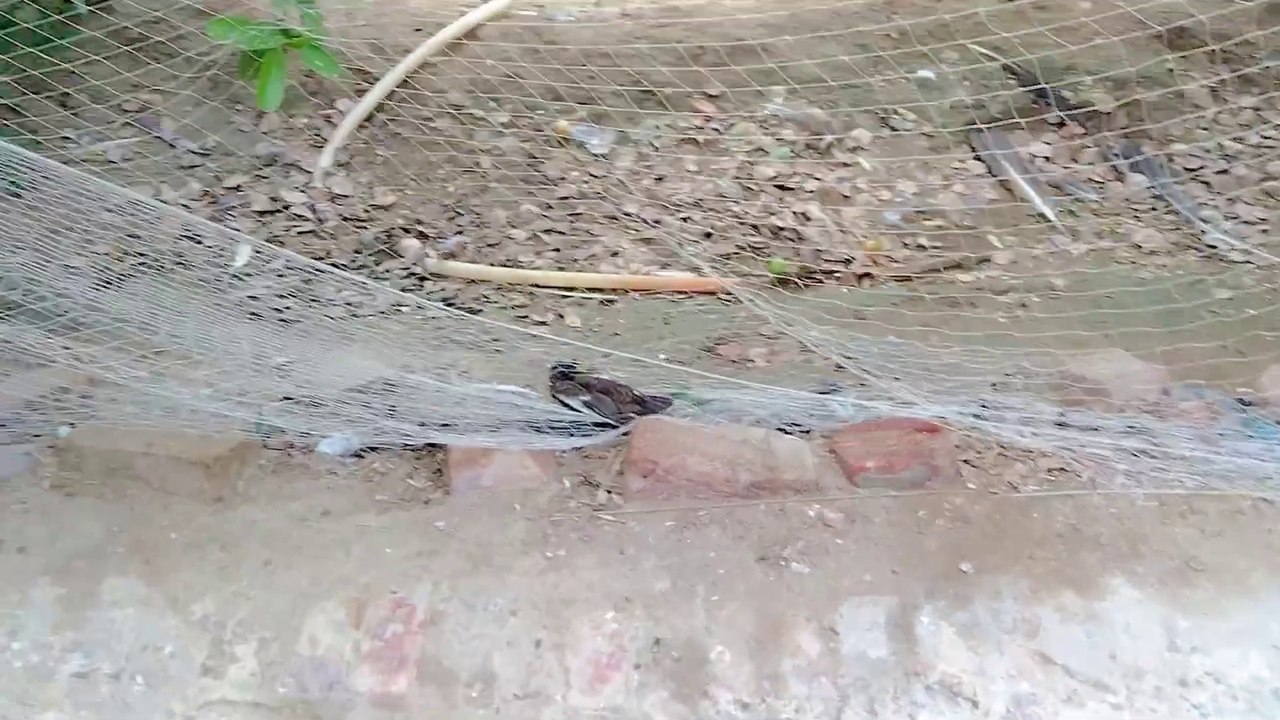 Rescue And Release Bird Maina | Injured Bird Rescue release - video ...