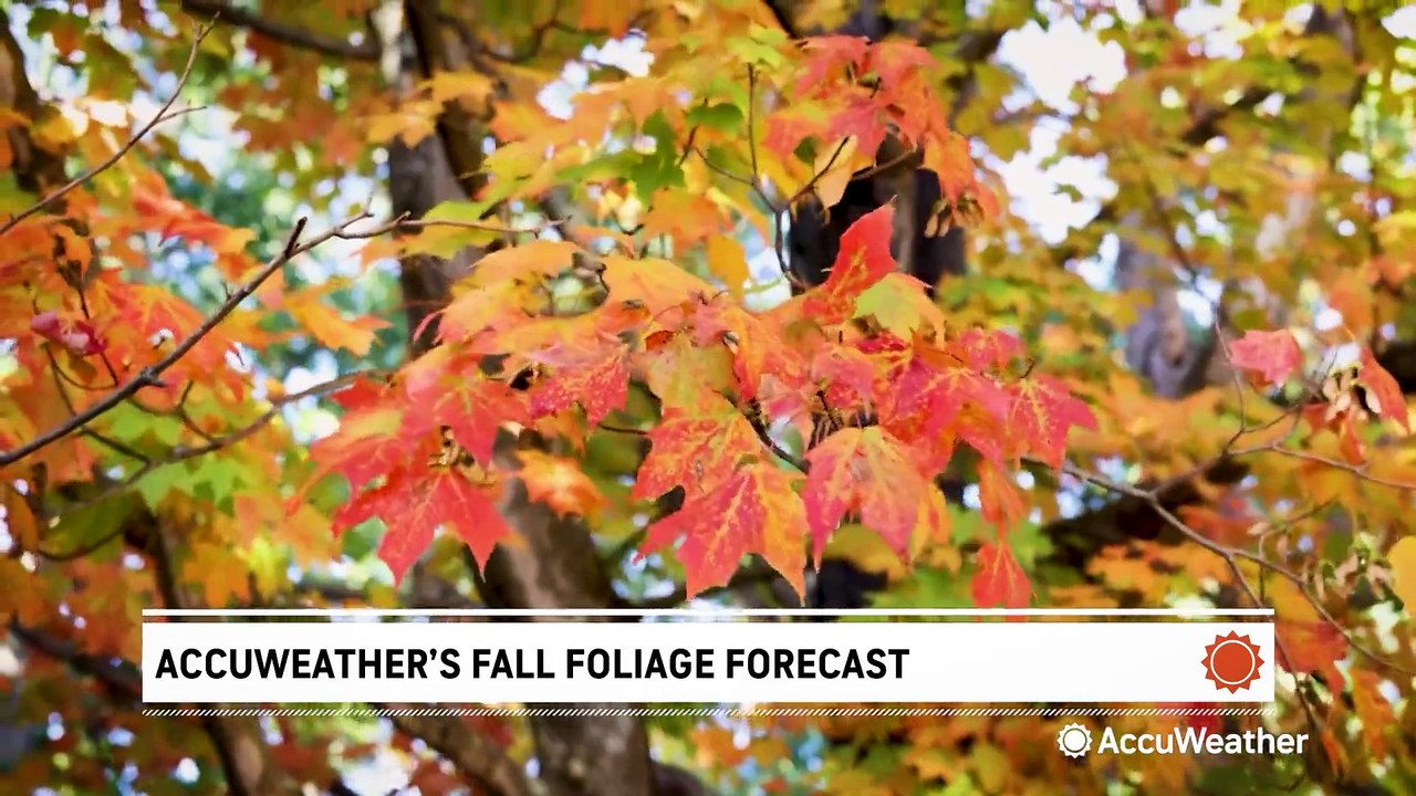 AccuWeather's 2024 fall foliage forecast - video Dailymotion