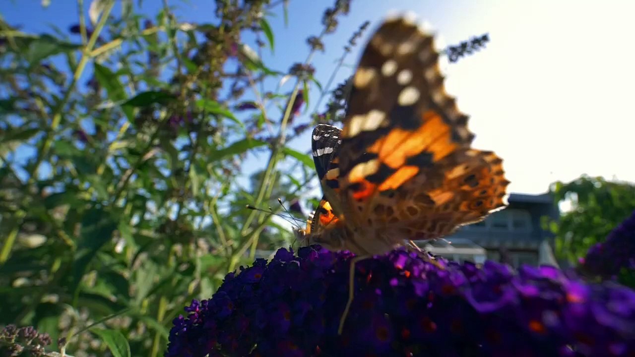 Beautiful Butterfly 4K Video | Butterfly on Flower | Butterflies Video ...