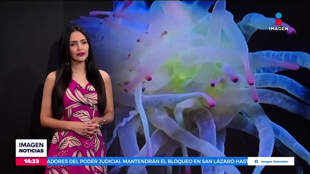 Decomisan más de 300 ranas disecadas en Perú - Vídeo Dailymotion