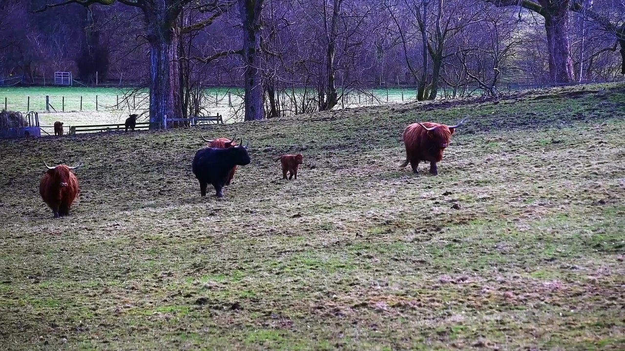 Meet the three new calves at Glasgow's Pollok Park - video Dailymotion