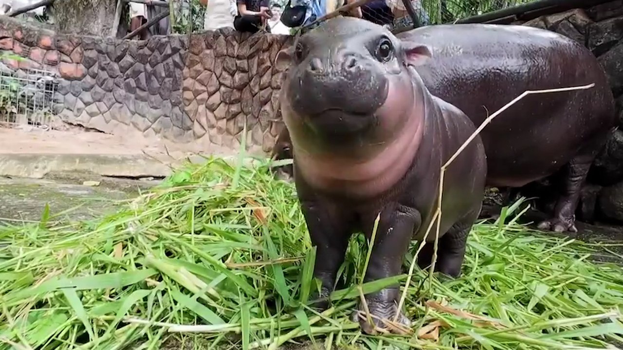 Moo Deng, le bébé hippopotame nain qui fait craquer Internet ( et ce n ...