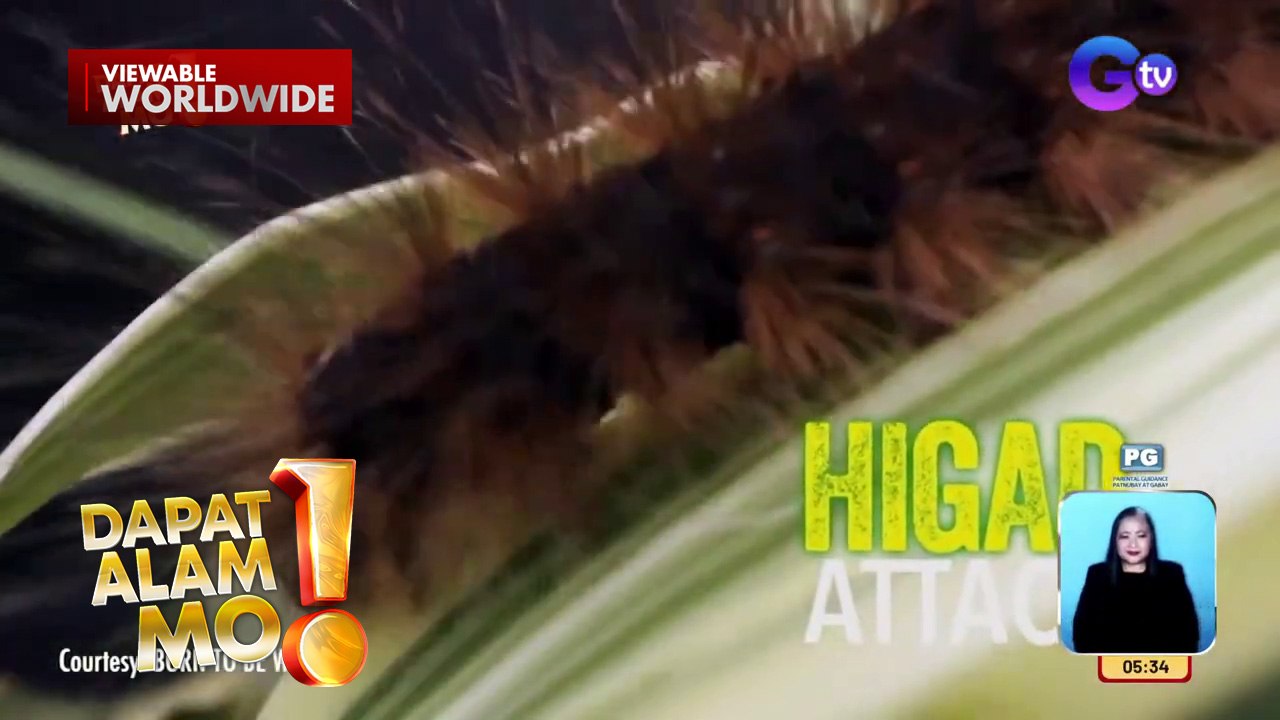 Ilang bahay sa Lucena, pinapasok ng mga higad | Dapat Alam Mo! - video ...