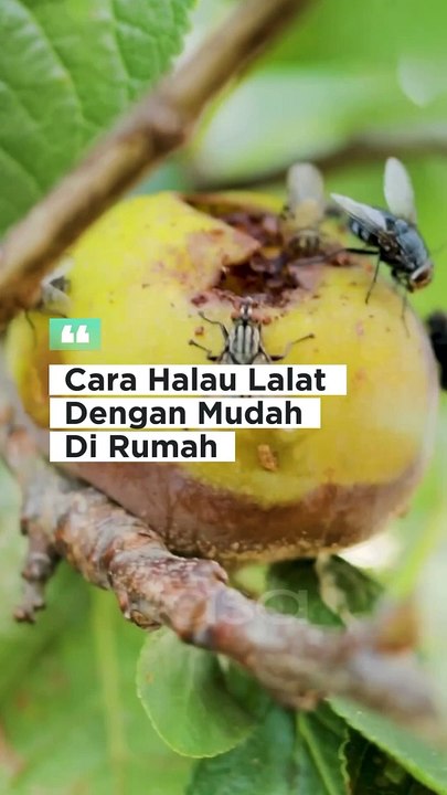 Cara Halau Lalat Dengan Mudah di Rumah - Video Dailymotion
