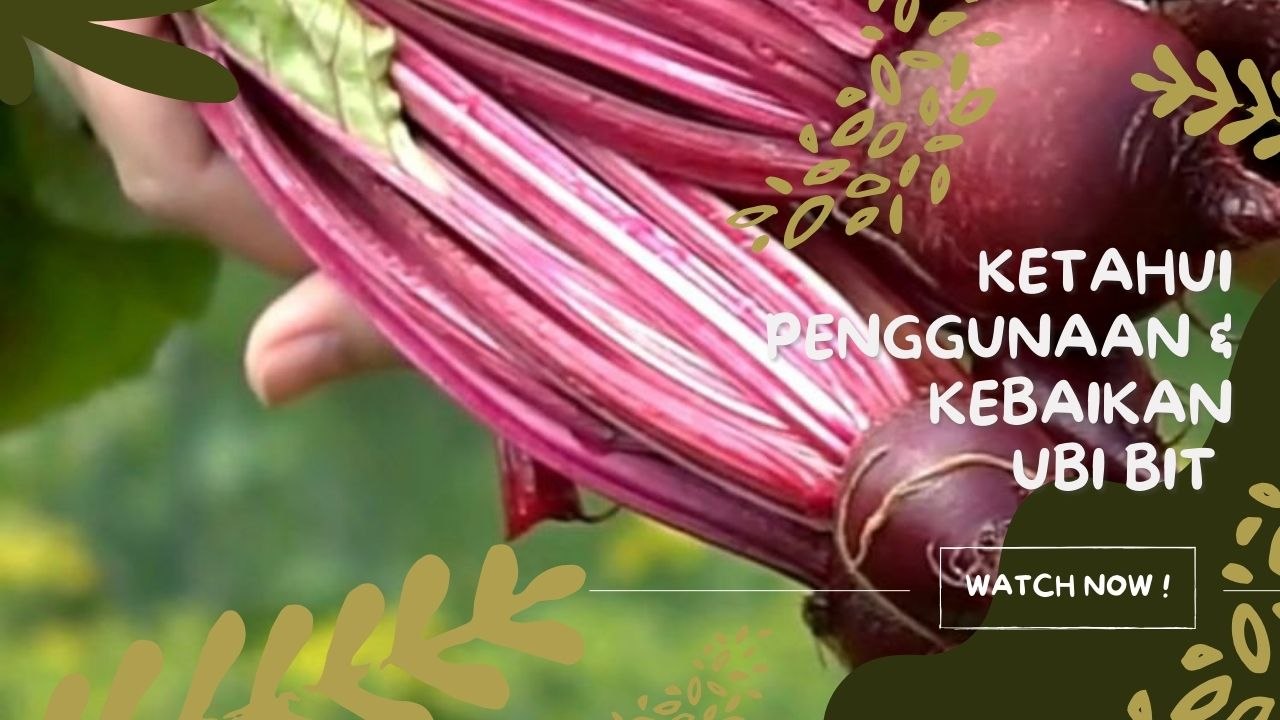 Ketahui Penggunaan & Kebaikan Ubi Bit - Video Dailymotion