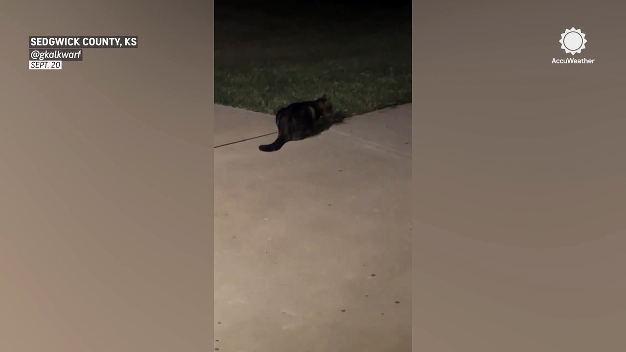 Kansas cat retreats indoors after hearing thunder during storm - video ...