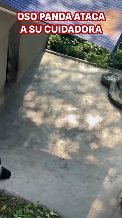 El ataque de un oso panda agresivo a su cuidadora que pudo acabar en ...