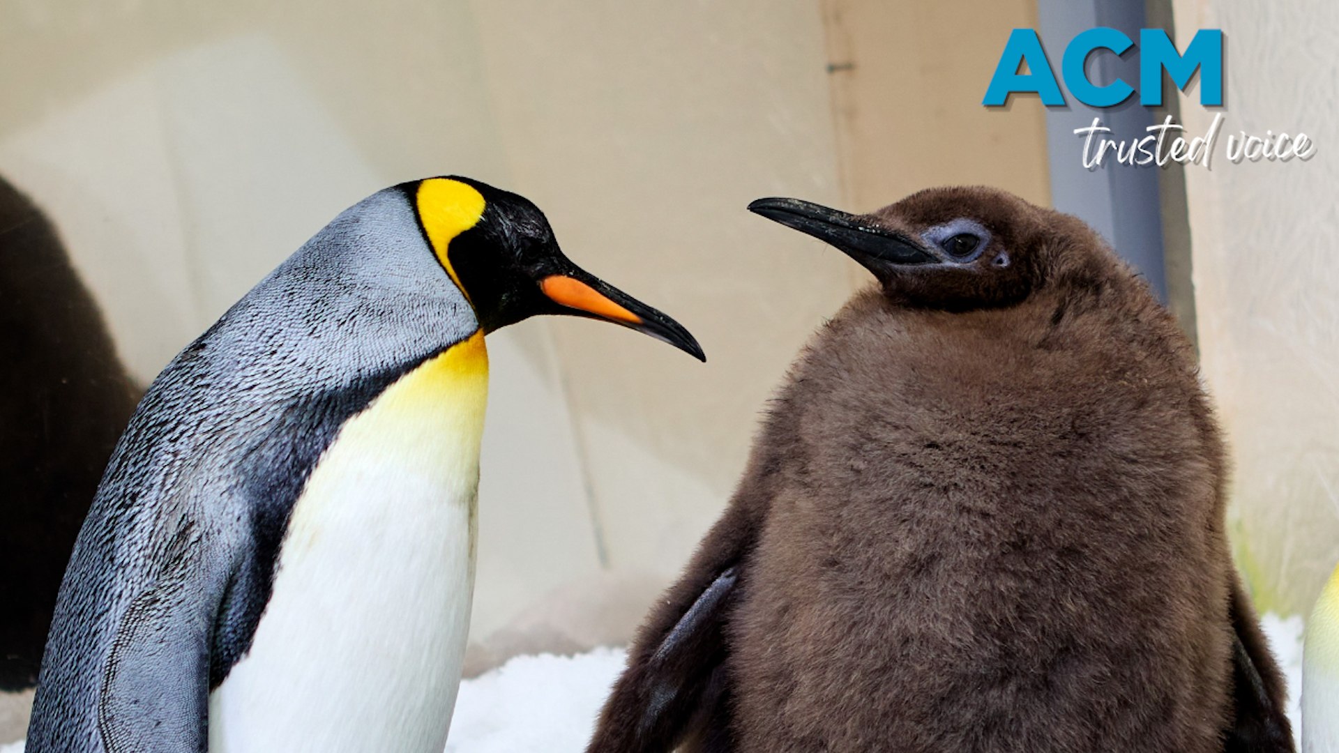 Baby Penguins Kids News: Meet Australia's First Zoo Hatched Penguin