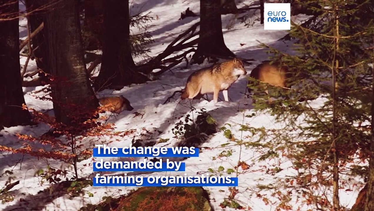 Wolves in crosshairs as EU governments agree to more hunting and culls ...