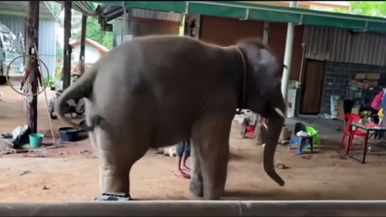 Elephant Dance - video Dailymotion