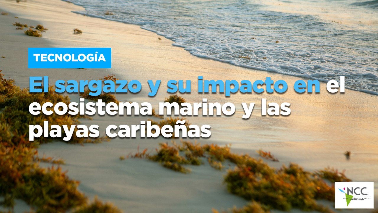 El sargazo y su impacto en el ecosistema marino y las playas caribeñas ...