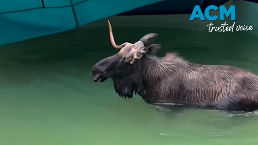 Moose rescued from swimming pool | The Standard | Warrnambool, VIC