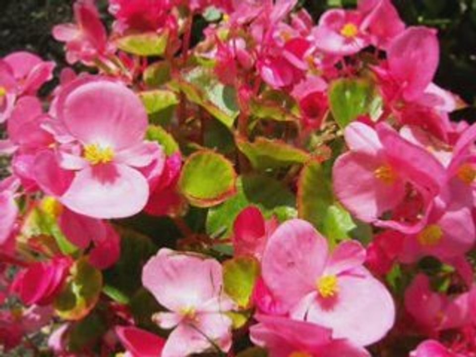 Lulet e Republikes se Kosoves - video Dailymotion