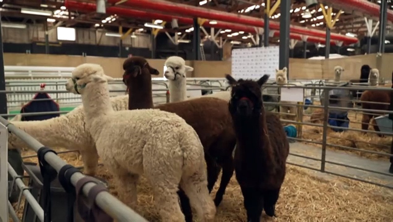 Measuring up an award-winning Alpaca ahead of Royal Hobart show - video ...