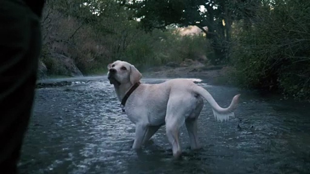 dog-catches-a-ball-in-a-river - video Dailymotion